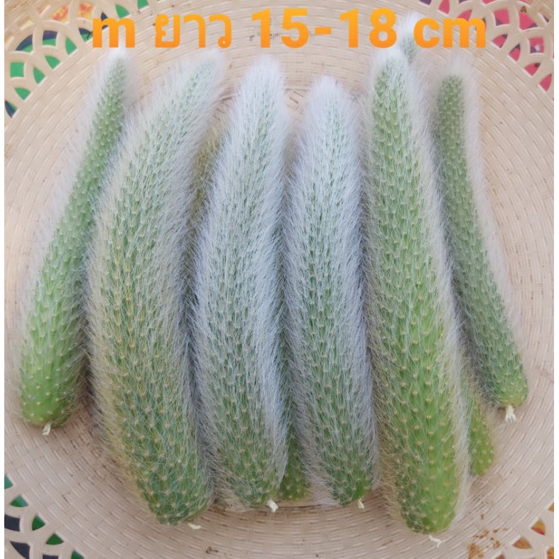 หางลิง แคสตัส monkey Tail cactus ตัดสดสำหรับชำหรือกราฟ พันธุ์ขนยาว มี ...