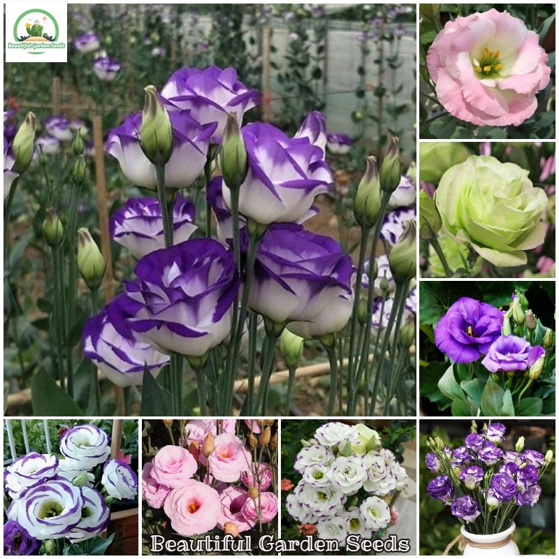 บอนสี Eustoma grandiflorum Seeds เมล็ดบอนสี เมล็ดดอกไม้(บรรจุ 300 เมล็ด ... บอนสี Eustoma grandiflorum Seeds เมล็ดบอนสี เมล็ดดอกไม้(บรรจุ 300 เมล็ด ...