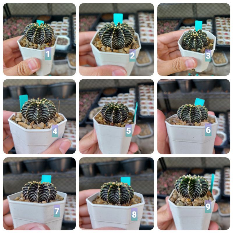 lb2178แท้ ถี่ไร้หนามดอทฟู 10พู สวยสมมาตร (ขนาด 3.5-4 ซม.) | Shopee Thailand