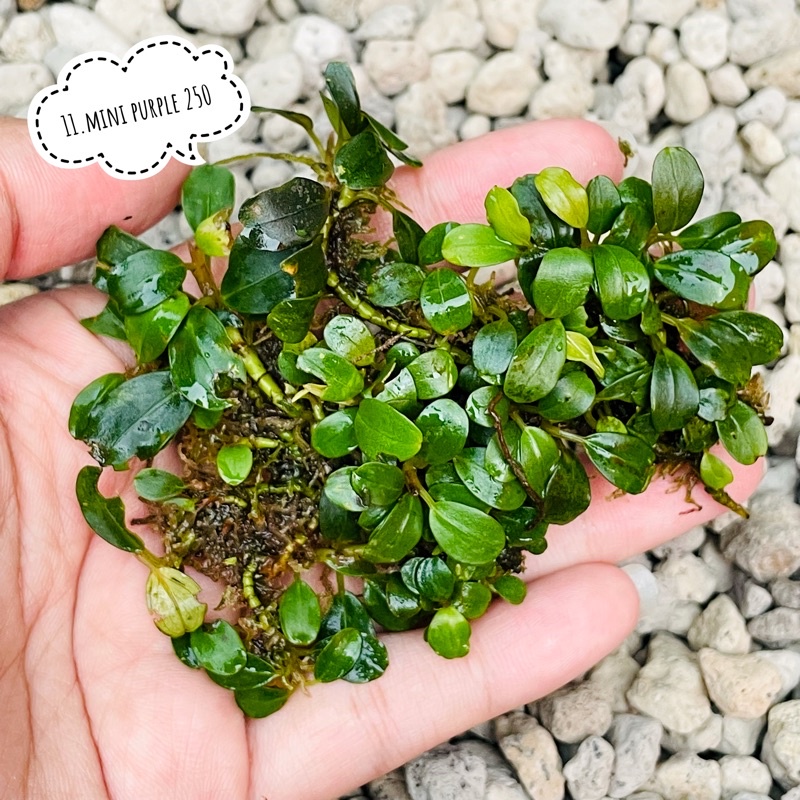 bucephalandra mini purple ต้นไม้น้ำ bucep buce | Shopee Thailand