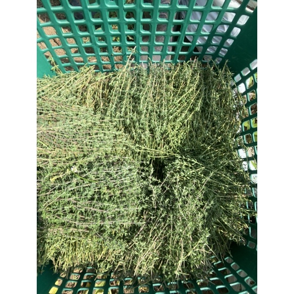 ตัดยอดใบไทม์ summer thyme 1 กิโลกรัม | Shopee Thailand