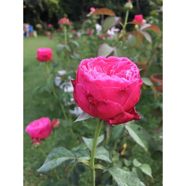 กุหลาบ ยูเซ็น ( Yuzen Rose) | Shopee Thailand