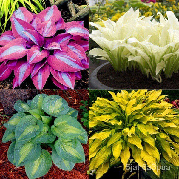 200 Pcs Hosta Plantaginea Seeds Fragrant Plantain Flower Fire And Ice ... 200 Pcs Hosta Plantaginea Seeds Fragrant Plantain Flower Fire And Ice ...