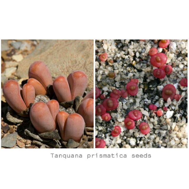 Tanquana prismatica25เมล็ด 100บาท | Shopee Thailand