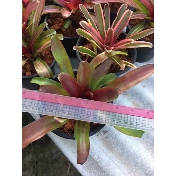 Mini Fire Ball สับปะรดสี#bromeliad# ต้นไม้สวยงาม# ไม้ประดับ# ตกแต่งสวน ...