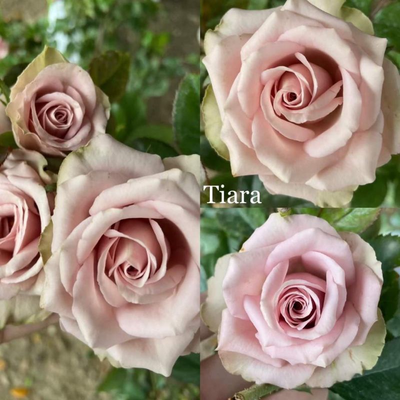 กุหลาบเทียร่า ( Tiara Rose) | Shopee Thailand