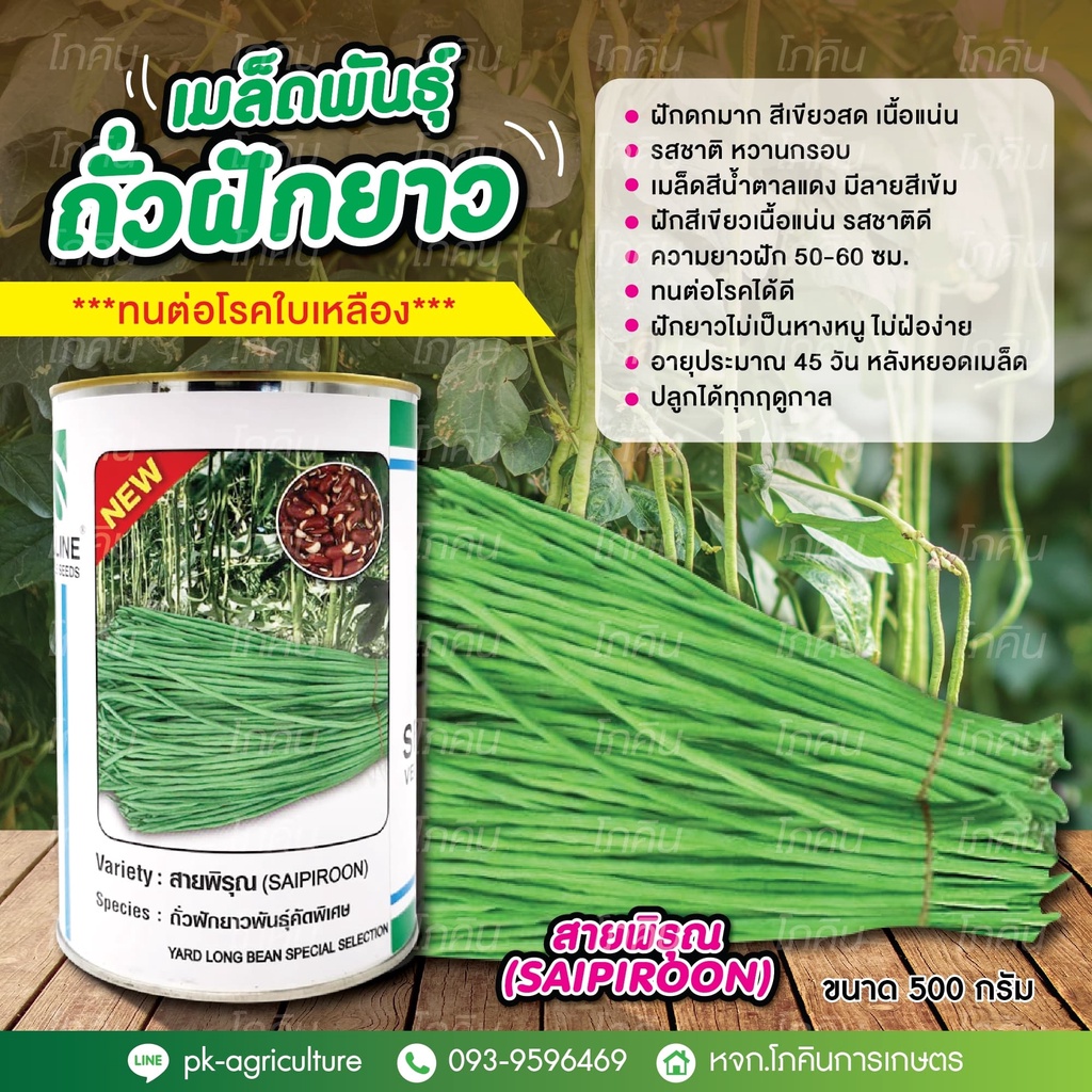 เมล็ดพันธุ์ถั่วฝักยาวสายพิรุณ (seedline) ขนาด 500 กรัม | Shopee Thailand