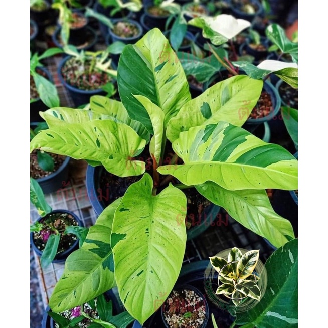 Philodendron Ruaysap Variegated (Marble) ฟิโลเดนดรอน รวยทรัพย์หินอ่อนมา ...