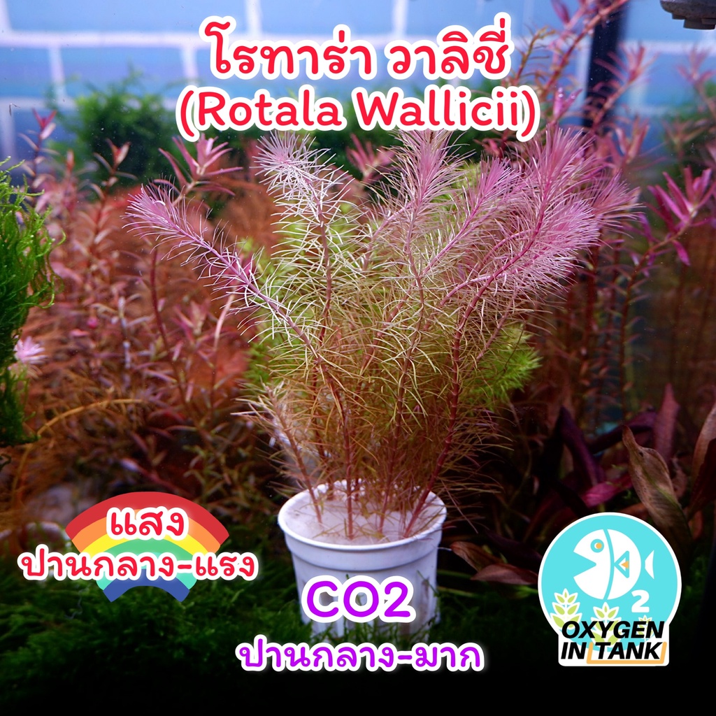 โรทาร่า วาลิชี่ [Rotala Wallichii] ราคาต่อ 1 กิ่ง (พร้อมส่ง) | Shopee Thailand