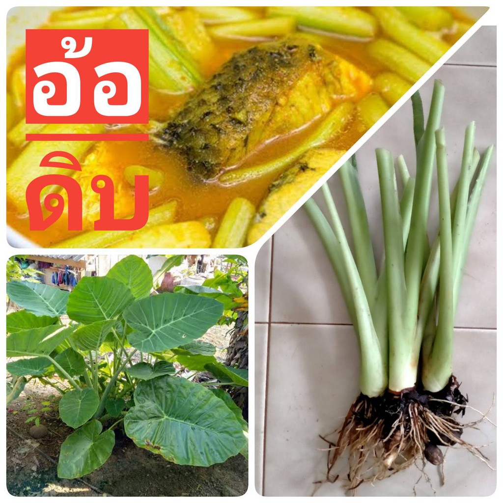ต้นอ้อดิบ 1ต้น(รากเปลือยตัดใบ) อ้อดิบ ทูน ตูน คูน ผัก เป็นพืชในตระกูล ...