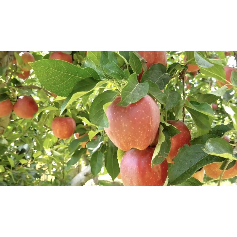 กล้าแอปเปิ้ล 🍎 🍃 พันธุ์แบร์เบิร์น (Braeburn) กล้าละ 250.- (กล้าเพาะ ...
