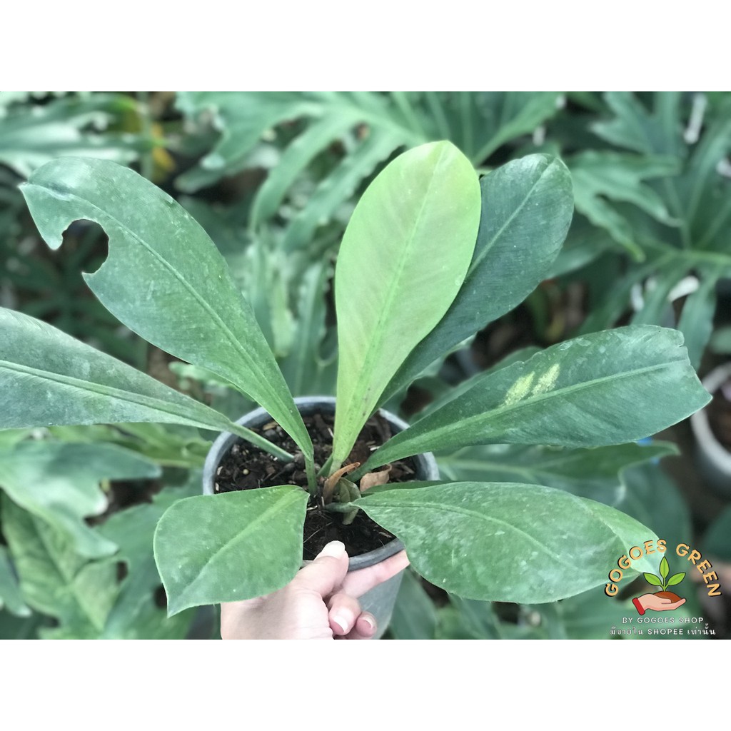 Philodendron Wendlandii ฟิโลเดนดรอน ไม้โตช้า ก้านใบไม่อวบน้ำ เหมาะ ...