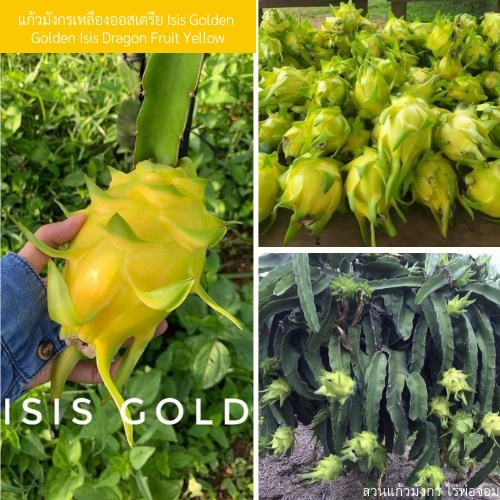 แก้วมังกรเหลืองออสเตรีย Isis Golden ( Golden Isis Dragon Fruit Yellow ...