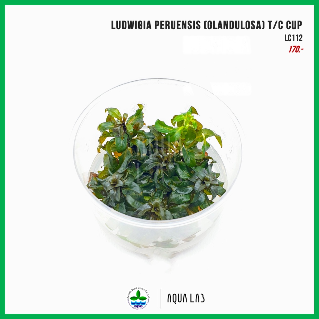 [APC] Ludwigia peruensis/glandulosa (ลัดวิเจียเปรูเอนซิส) - [ไม้น้ำ ...