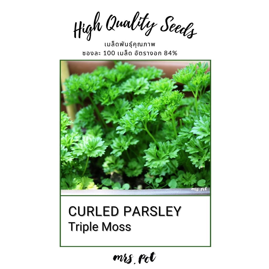 เมล็ดสมุนไพรฝรั่งพาร์สลีย์ Parsley : Curled Triple Moss | Shopee Thailand