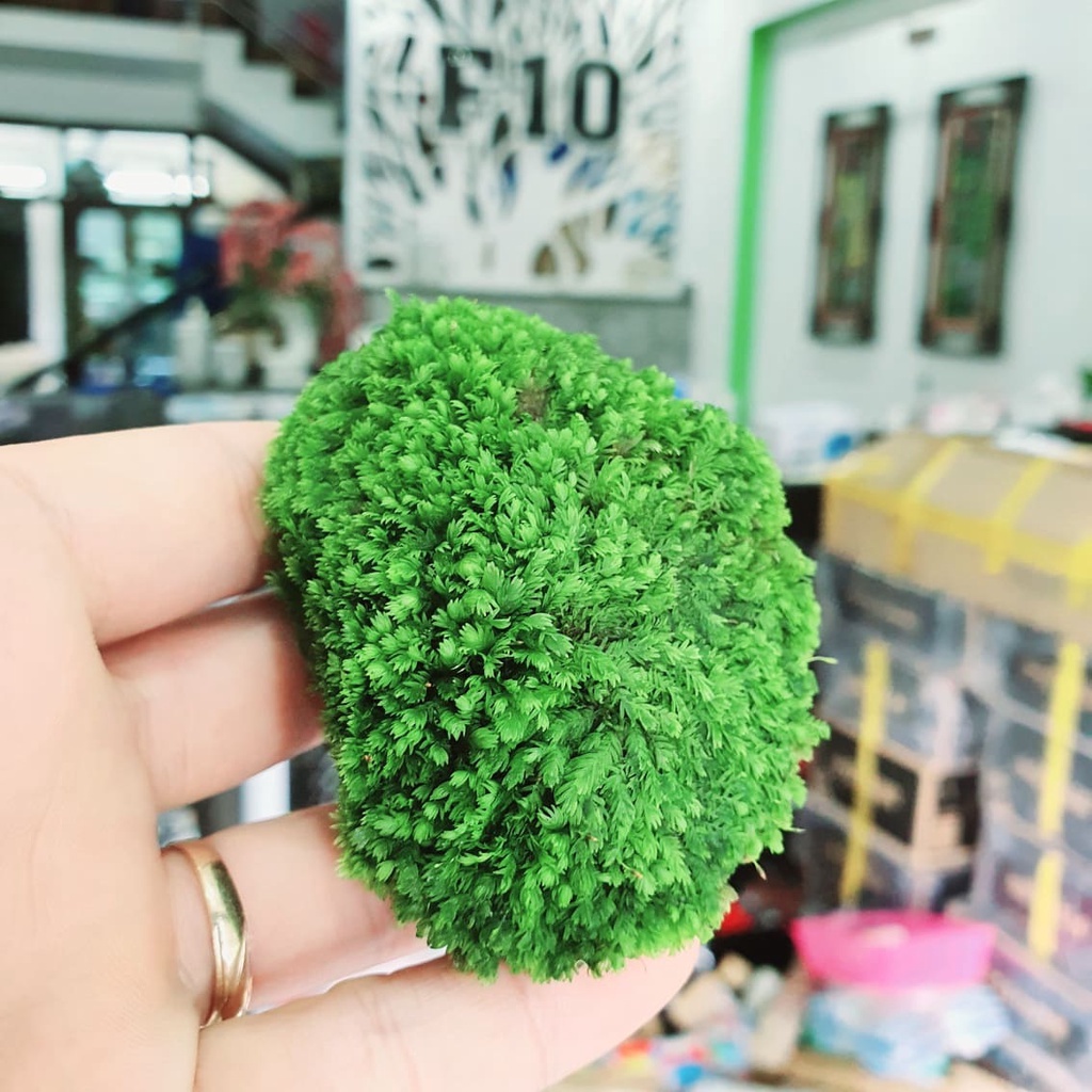 Minifiss moss Stone - Mini Fiss Aquatic Pellets - minifiss ตะไคร่น้ํา ...