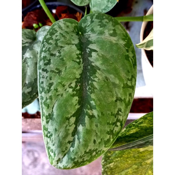 Scindapsus silver splash blue พลูซิลเวอร์สแปลชบลู ไม้ประดับไม้สะสม | Shopee Thailand