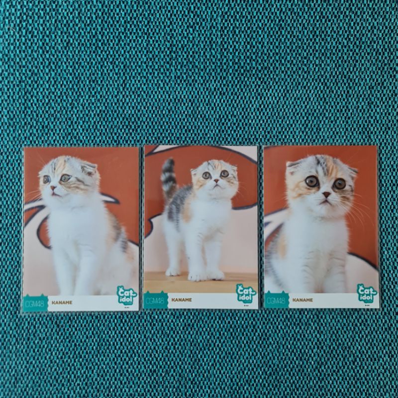 CGM48 Cat idol photoset KANAME(คานาเมะ) 3ใบ | Shopee Thailand
