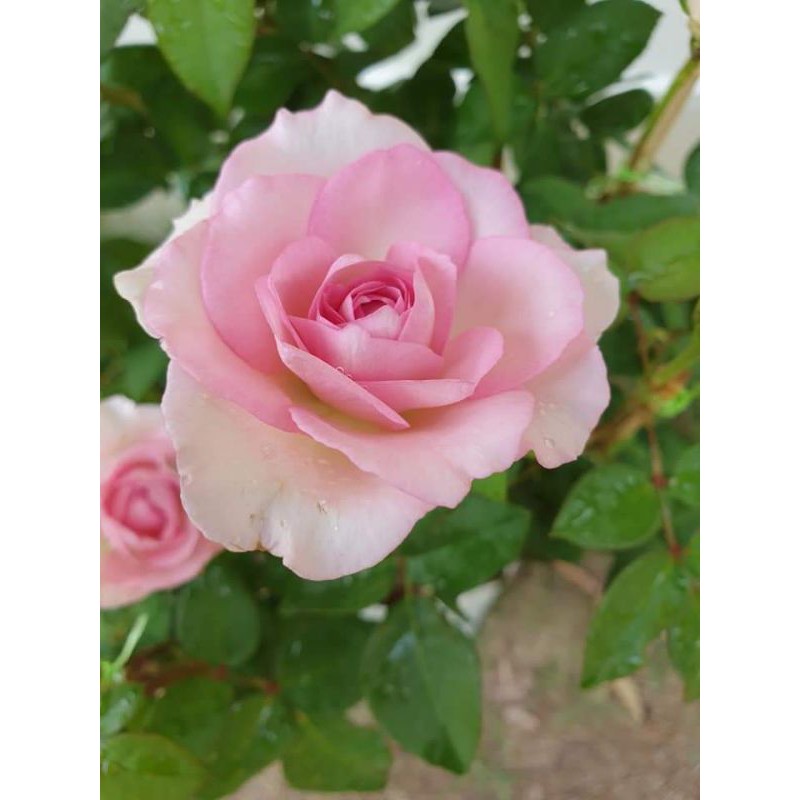 กุหลาบกลิ่นน้ำหอม เบฟเวอรี่ Beverly Rose | Shopee Thailand