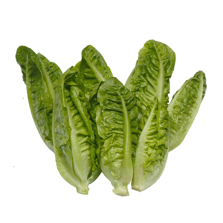 เมล็ดพันธุ์มินิกรีนคอส (Mini Green Cos) เมล็ดพันธุ์ผักสลัดเบบี้คอส ...