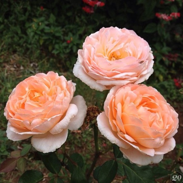 เมล็ดพันธุ์ กุหลาบ พันธุ์ Tamora Rose Seeds ดอกใหญ่ นำเข้าจากต่างประเทศ ...