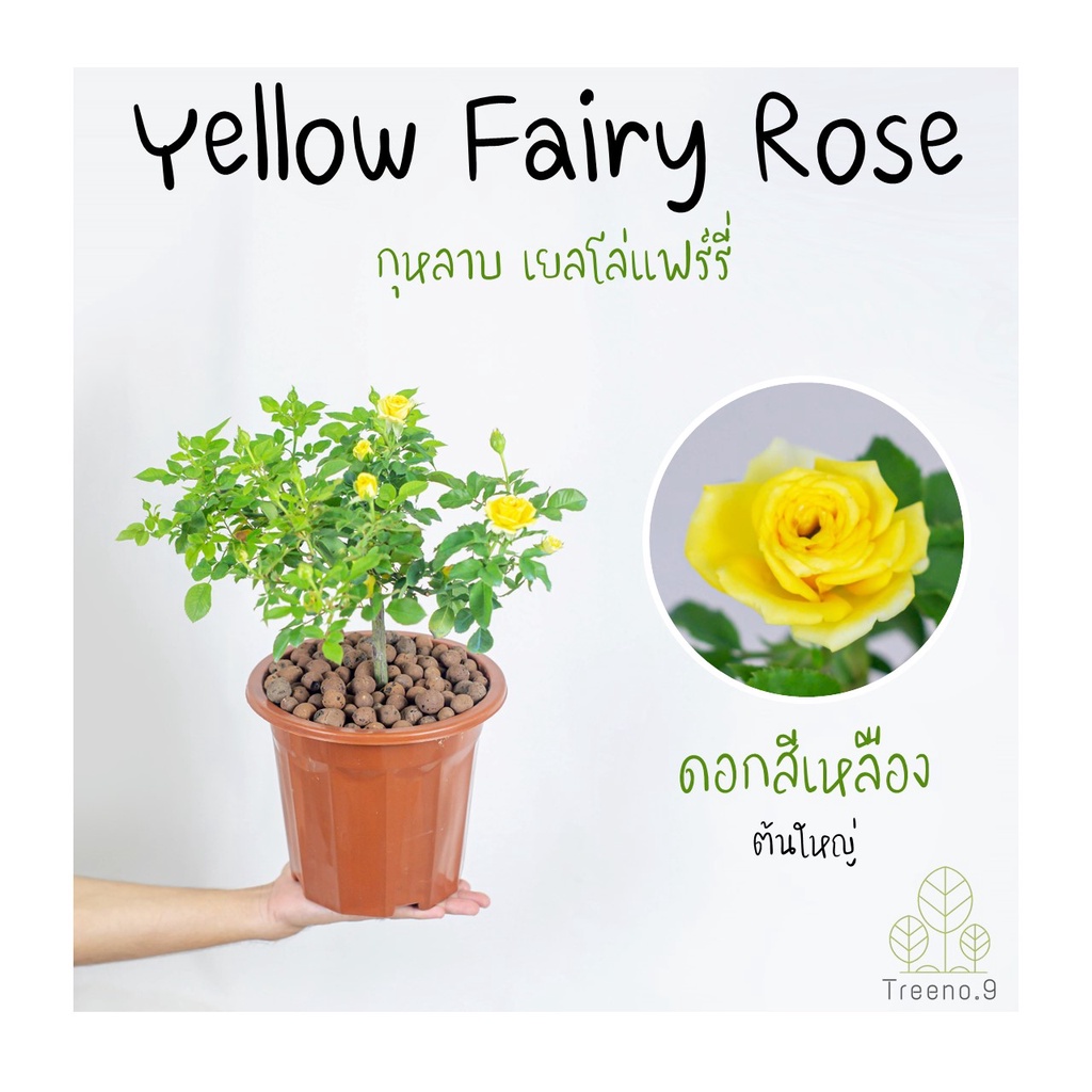 Treeno.9 T350 Yellow Fairy Rose (กุหลาบ เยลโล่แฟร์รี่) ต้นใหญ่ ถุง 8 ...