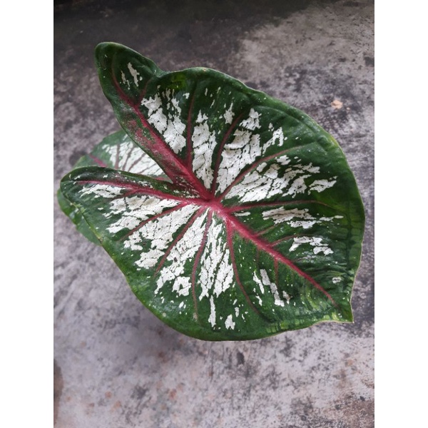 ต้นบอนสี Caladium Carousel นำเข้าจากต่างประเทศ | Shopee Thailand