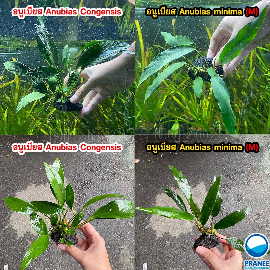 อนูเบียสใบยาว Long leaf ( Anubias minima,Anubias congensis ) เกาะหิน ...