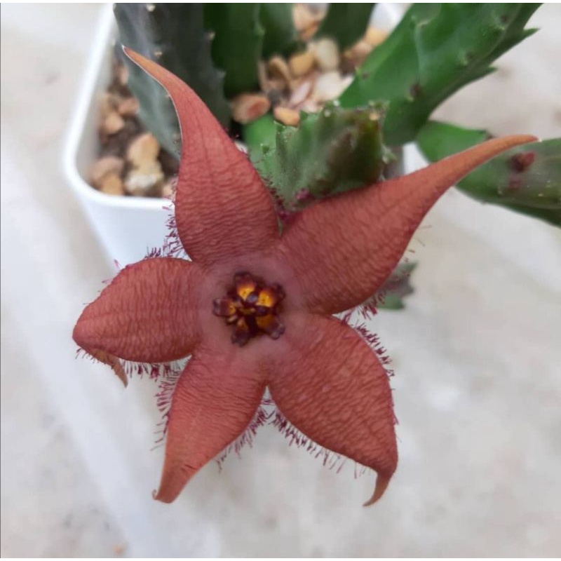 เก๋ง จีน ดอกสีเลือด หมู orbea woodii เด็ด กิ่ง 3 ซม. ชุดละ 3 กิ่ง ...