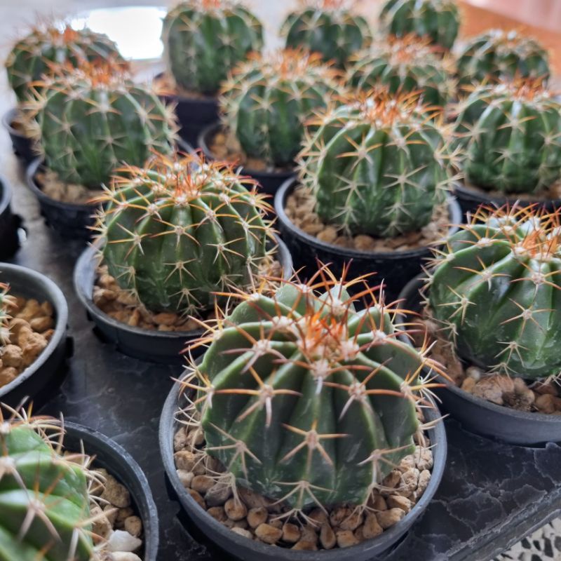 Melocactus curvispinus subsp. caesius | Shopee Thailand