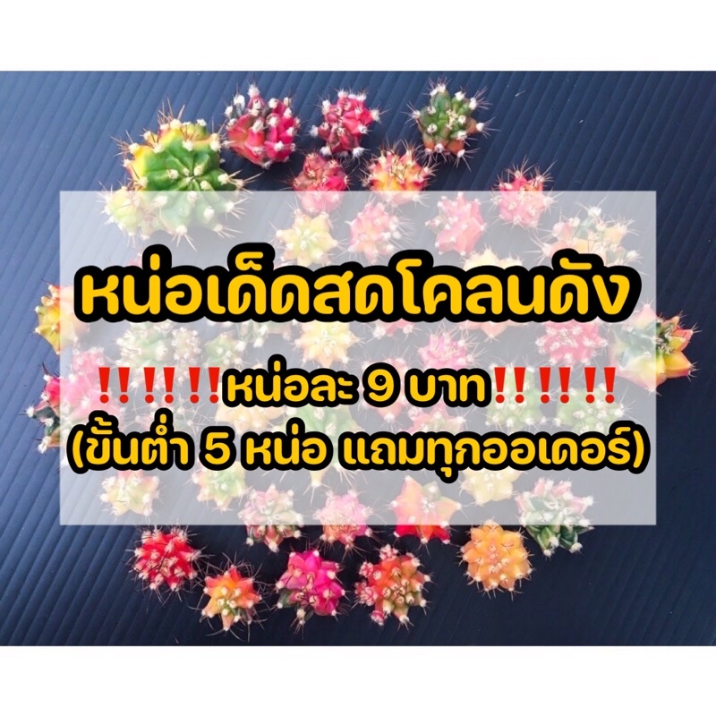 หน่อเด็ดสด โคลนมีชื่อ เช่น SOS Pink diamond แทนซาไนท์ และอื่นๆ (ขั้นตำ่ ...