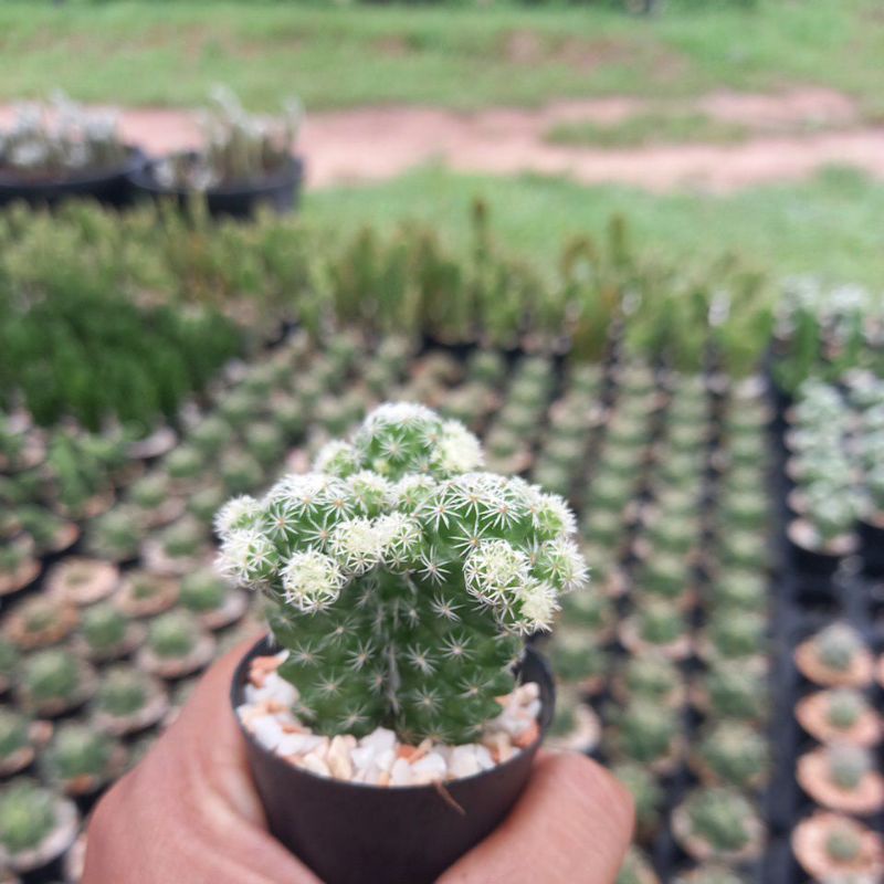 (ลดเพิ่ม 50% สูงสุด 100 ใส่โค้ด INCLV33) แคคตัสตุ๊กตาญี่ปุ่น ไม้ทนแล้ง | Shopee Thailand