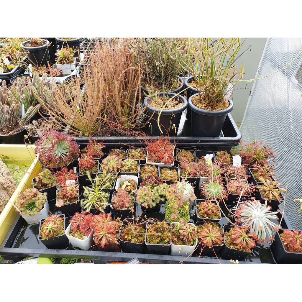 [ส่งได้ ส-อา] เมล็ด พืชกินแมลง เมล็ดหยาดน้ำค้าง Drosera Mix 100 เมล็ด ...