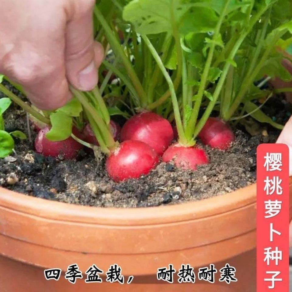 จุด Four Seasons Sowing Cherry Carrot Seed เมล็ดหัวไชเท้าผลไม้ขนาดเล็ก ...