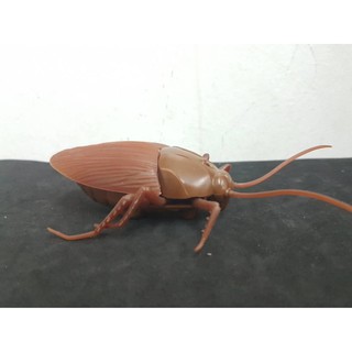 Giant Roach Radio Control แมลงสาบยักษ์ บังคับด้วยวิทยุ รีโมท เคลื่อนที่ ...
