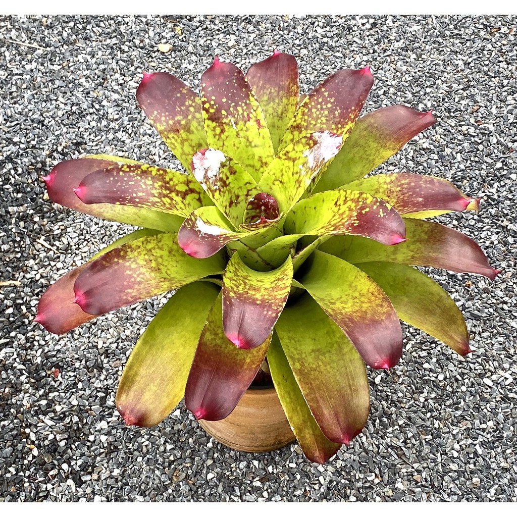 สับปะรดสี Neoregelia-correia-araujoi | Shopee Thailand