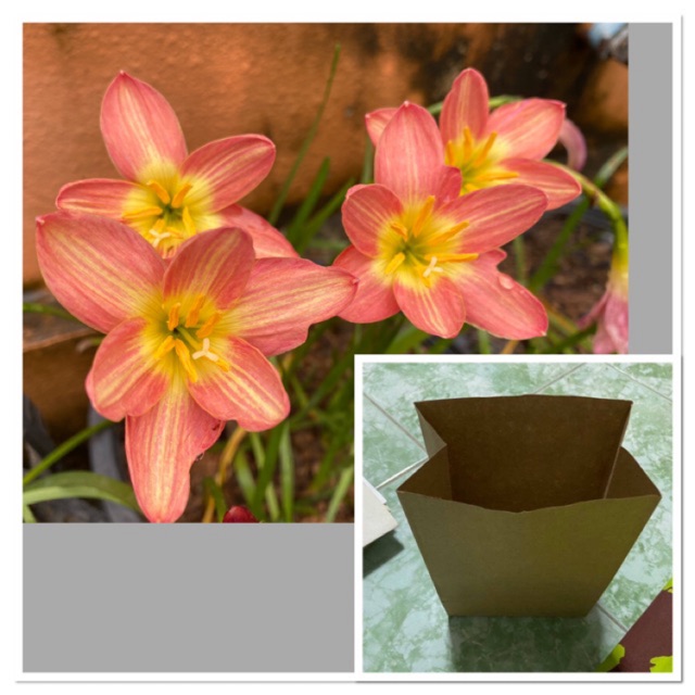 103ร.ดอกบัวดิน Peach Comet หัวละ 20บาท ดอกหอมมาก | Shopee Thailand