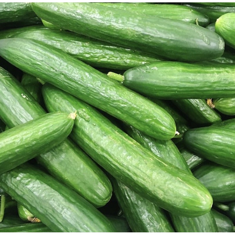 เมล็ดแตงกวาดัช - Dutch Cucumber เมล็ดพันธุ์นำเข้าจาก : USA บรรจุชุดละ ...