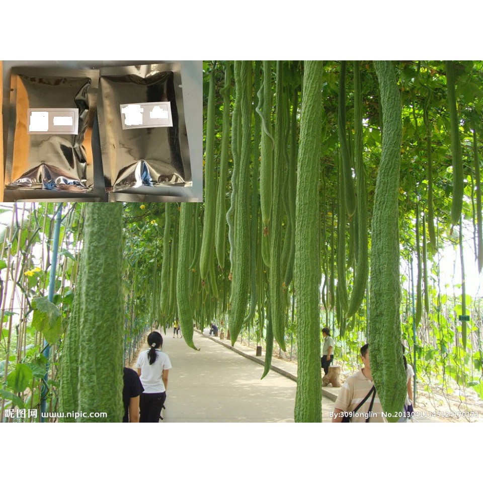 เมล็ดบวบหอมยาว - Long Luffa ผลยาวสุด 80 ซม จำนวน 40 เม็ด/ซอง | Shopee ...
