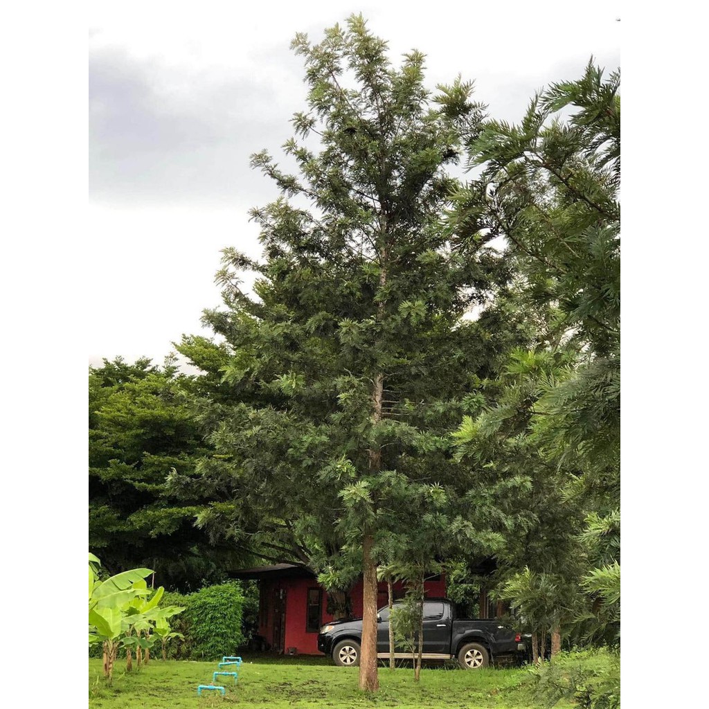 🎄ต้นซิลเวอร์โอ๊ค (Silver Oak) สูง 20-30 ซม พร้อมปลูก โตเร็ว ไม่ผลัดใบ ...