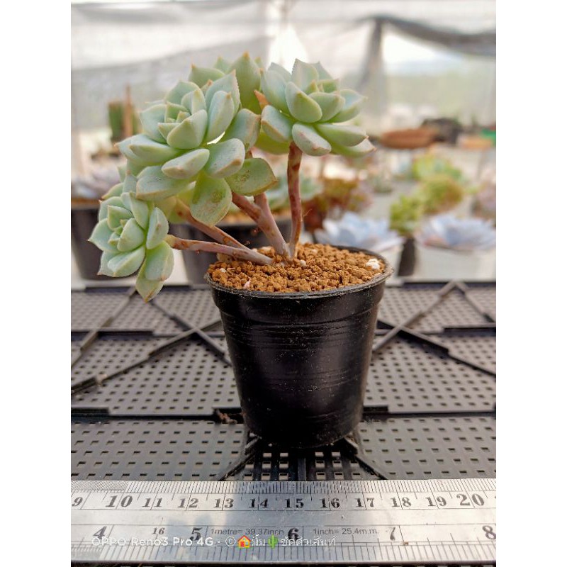 Graptoveria Titubans (Porcelain Plant) | Shopee Thailand Graptoveria Titubans (Porcelain Plant) | Shopee Thailand