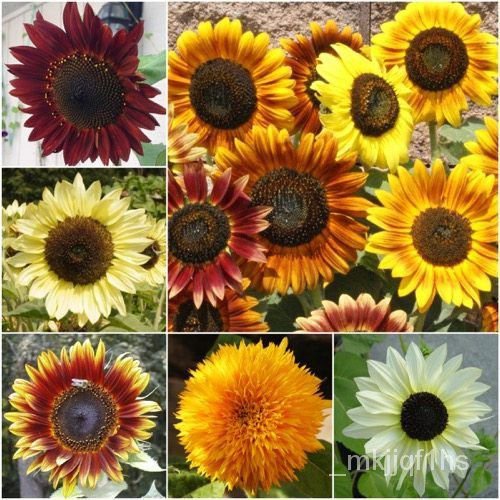 SunFLOWER Crazy Mix Seeds for Planting (12 seeds)seeds/กางเกง/ผู้ชาย/พา ...
