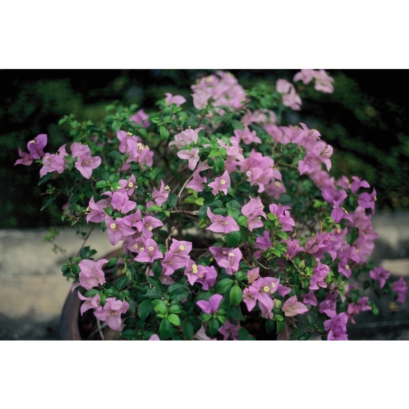 ฟิล์มหนัง Kodak Ektachrome 100D color reversal film e100d ฟิล์มสไลด์ ...