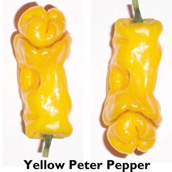 พริกกระจู๋ สีเหลือง (Yellow Peter Pepper) | Shopee Thailand