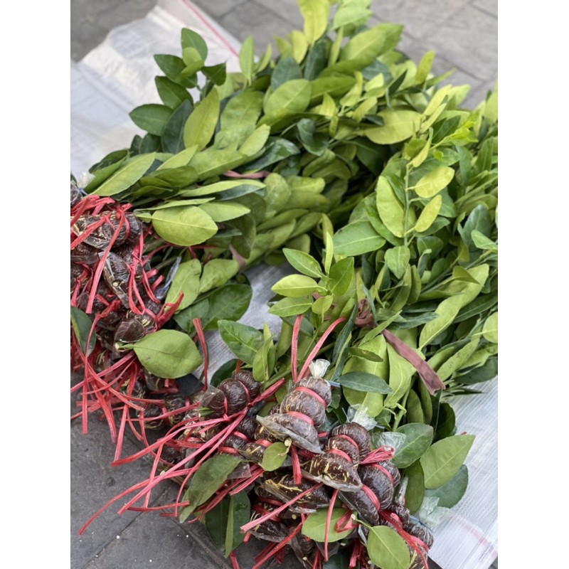 มะนาวแป้นพวงบ้านแพ้วแท้ๆชุดทดลอง2กิ่ง | Shopee Thailand