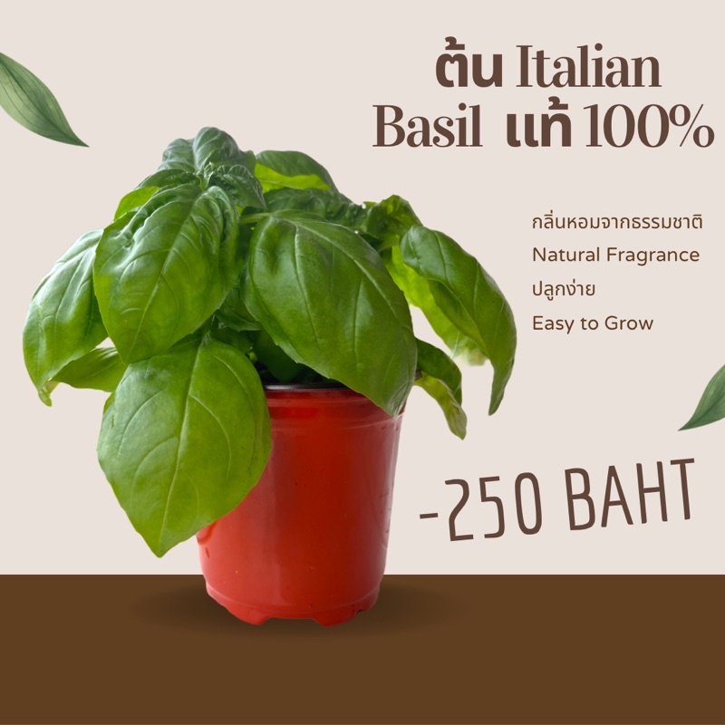 ต้นอิตาเลียนเบซิล แท้ 100% กระถาง 4 นิ้ว 🪴 | Italian Basil Plant 🪴 4 INCHES POT | Shopee Thailand