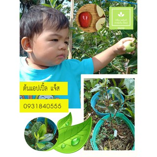 ต้นแอ็ปเปิ้ล แจ๊ส( jazz appleแอปเปิลแจ๊ส พันธุ์ Scifresh ) | Shopee ...