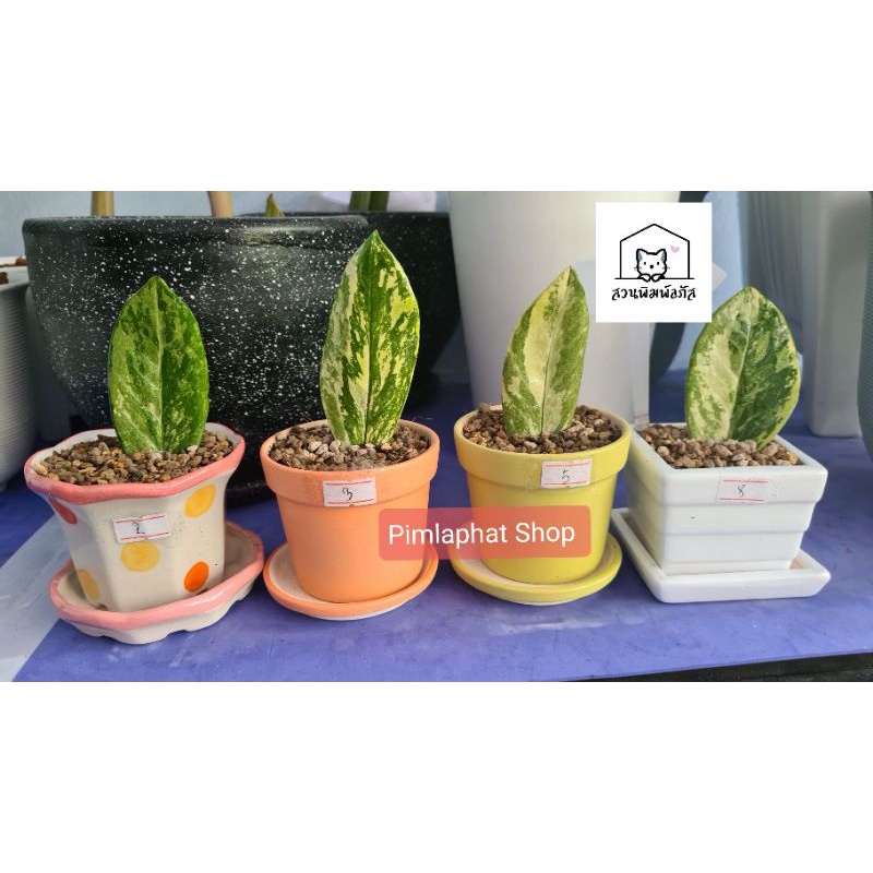 #กวักมรกต ด่าง 🌱☘#กวักมรกต ดำ🌿🪴#สวนพิมพ์ลภัส #Pimlaphat Shop ชำใบ มีรากแล้ว 🥰 | Shopee Thailand