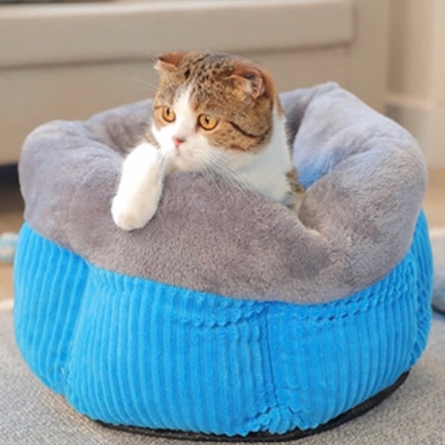 เบาะนอนสำหรับน้องหมาน้องแมว | Shopee Thailand