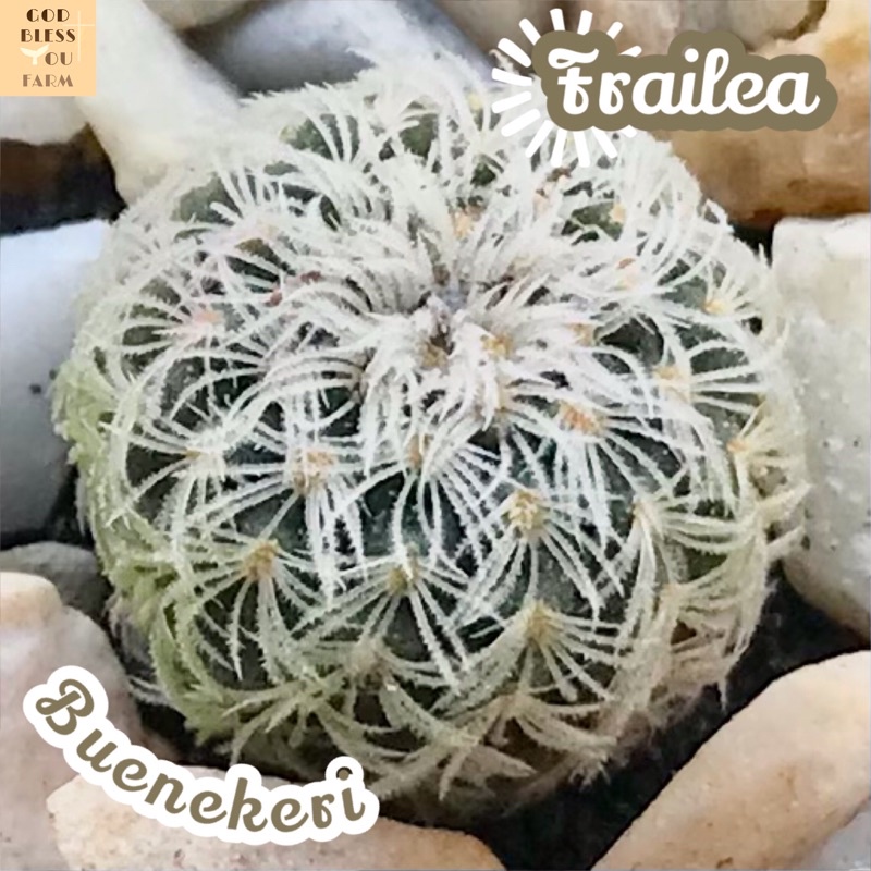 [เฟรเลียหนามเงิน] Frailea Buenekeri ส่งพร้อมกระถาง แคคตัส Cactus Succulent Haworthia ไม้อวบน้ำ ...